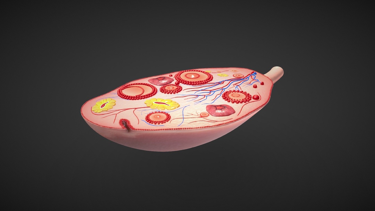 Ovary Cross Section Anatomy | Fab