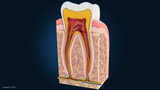 3D Human Teeth Anatomy - Detailed Cross Section Model | Fab