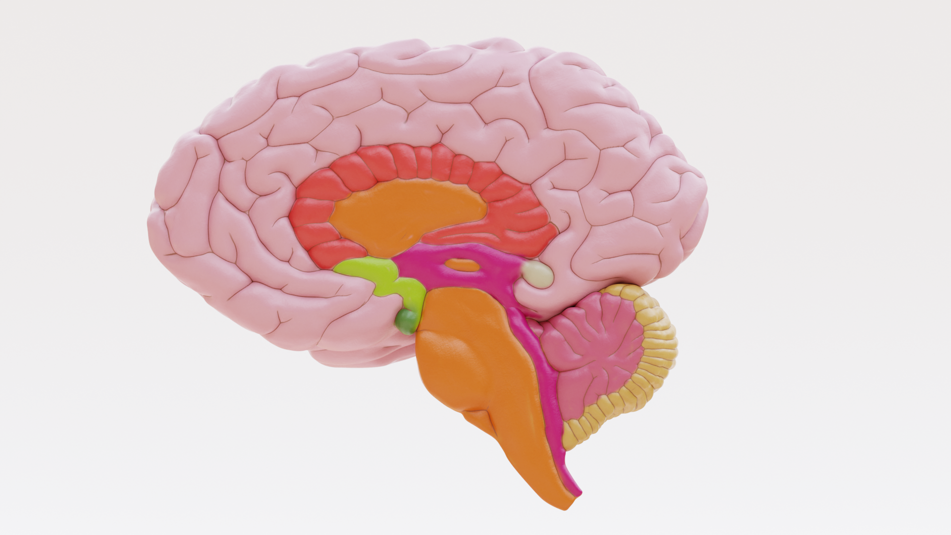 Brain Section - Educational Anatomy Plastic Model | Fab