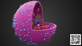 Human Cell Anatomy Cross Section 3D Model Detailed Organelles Nucleus ...