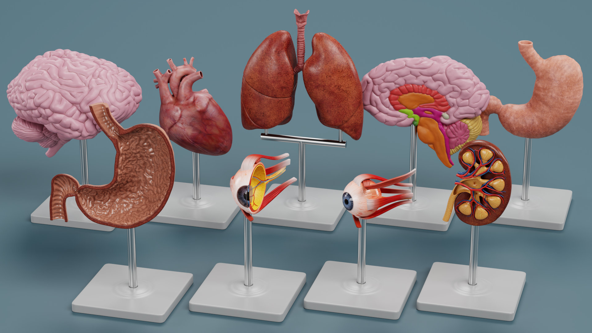 9 Anatomical Models Collection - Educational Organ Set | Fab