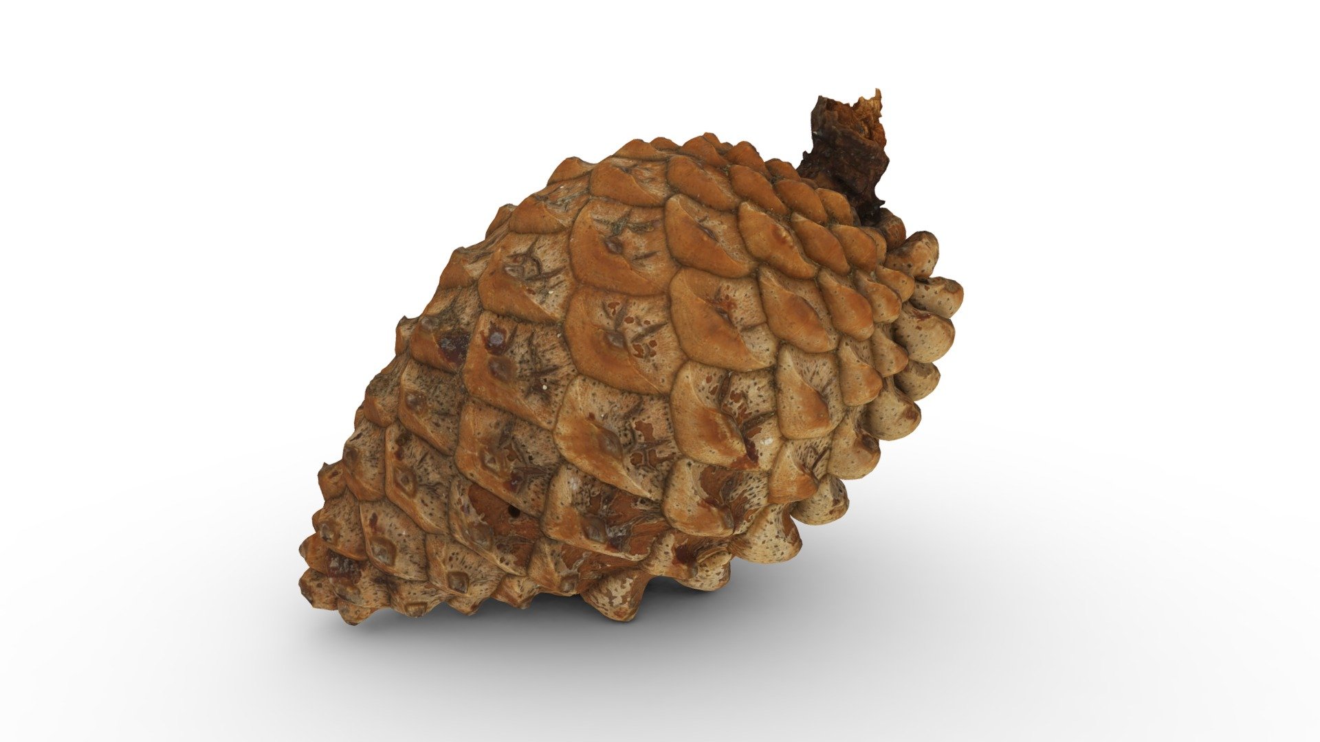 Pine Cone | Fab