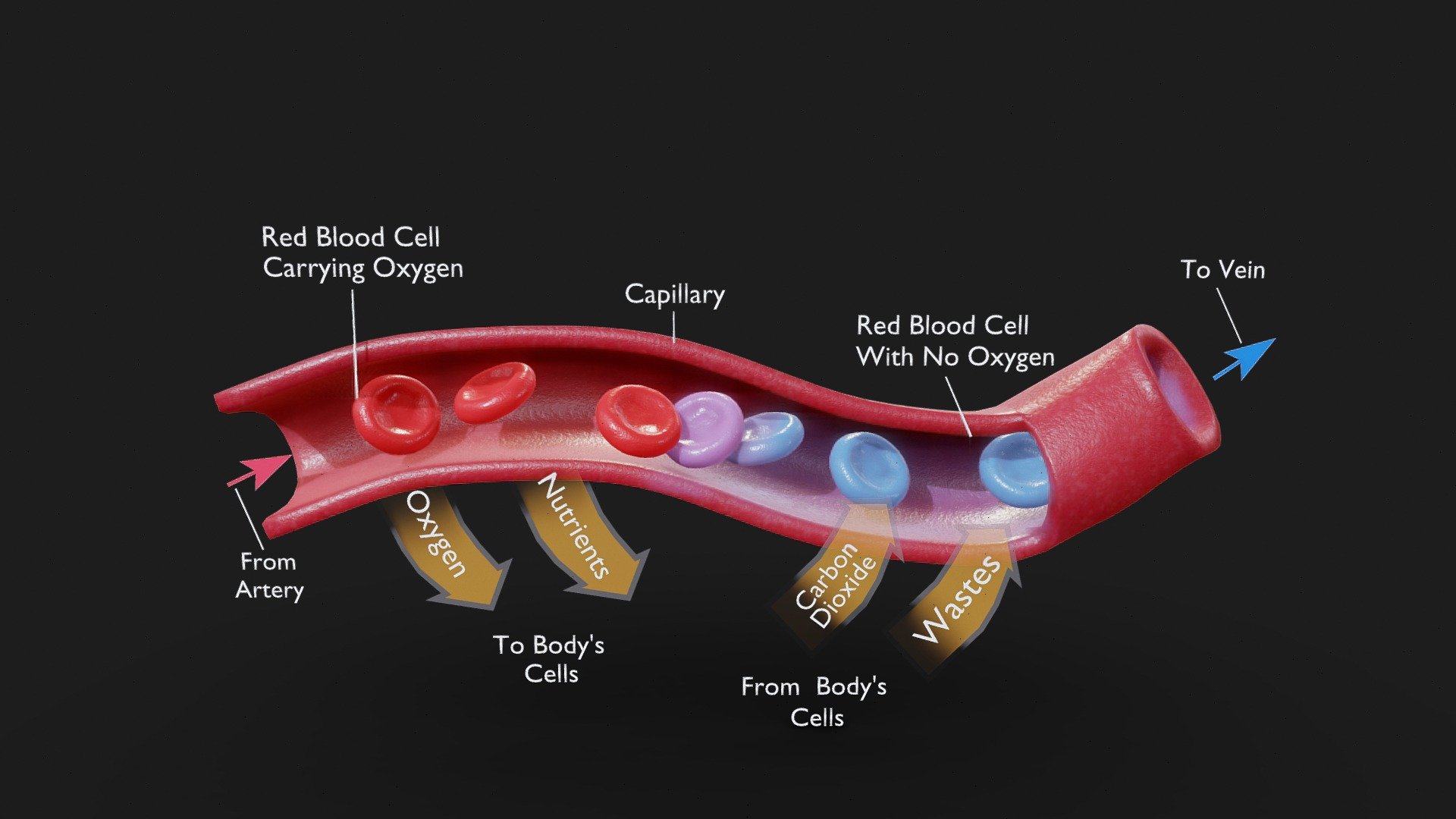 Capillary Cross Section | Fab