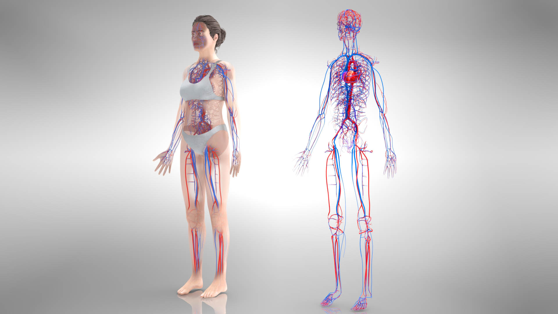 Female Cardiovascular System - Circulatory system | Fab