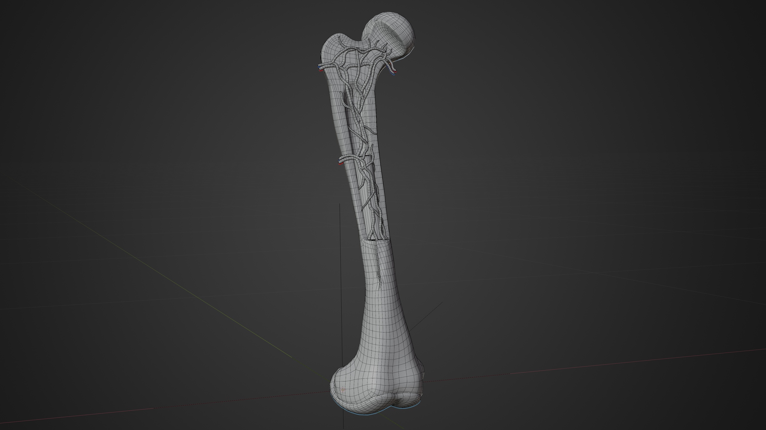 Sectioned Human Femur 3D Model | Bone Cross-Section Anatomy ...