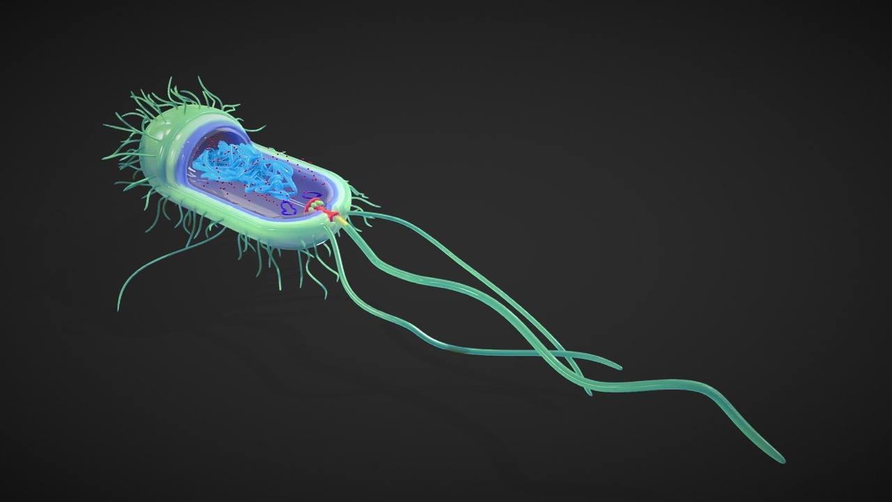 Prokaryotic Bacterial Cell Anatomy | Fab