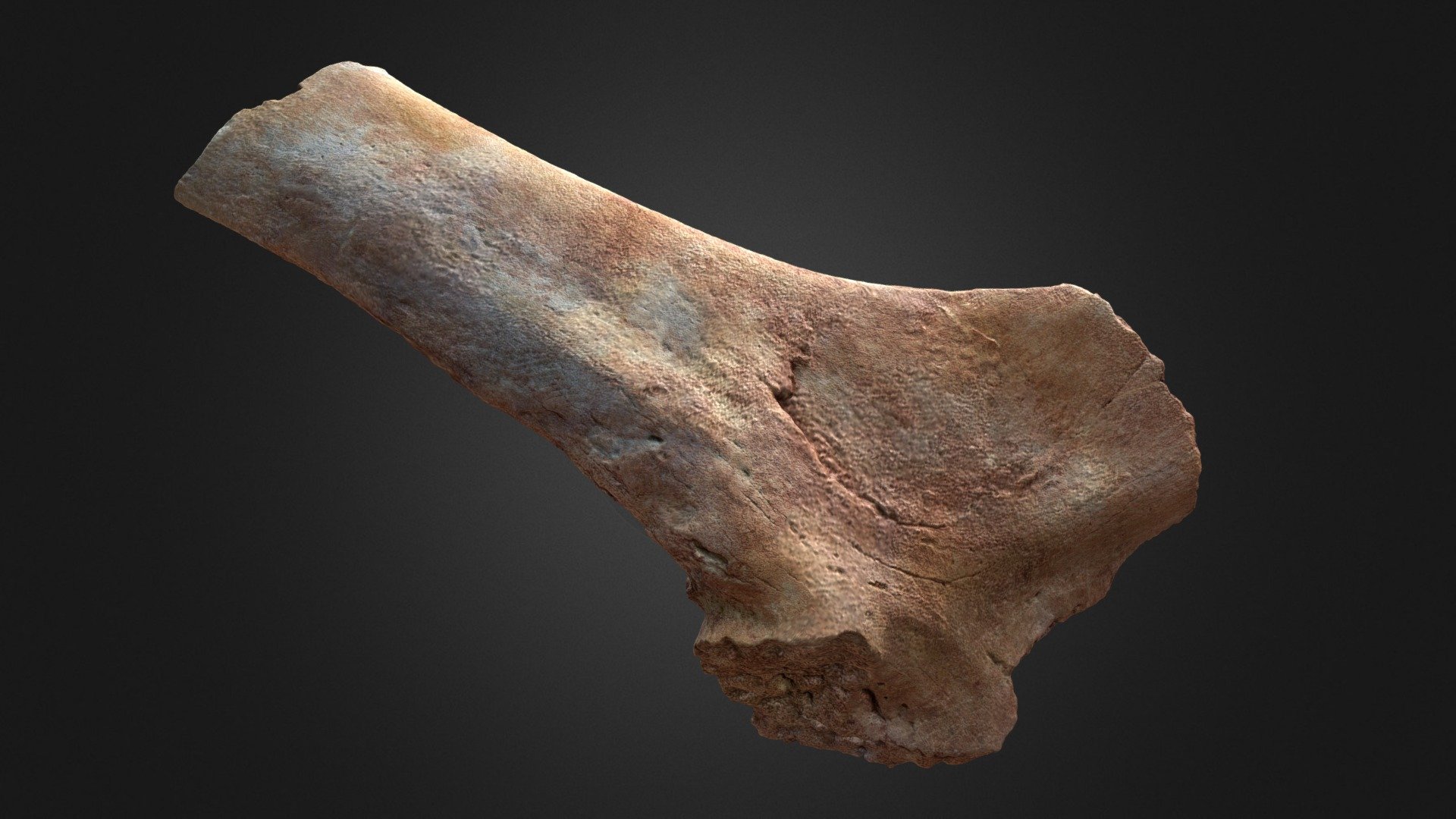 Spinosaur Shoulder Blade | Fab