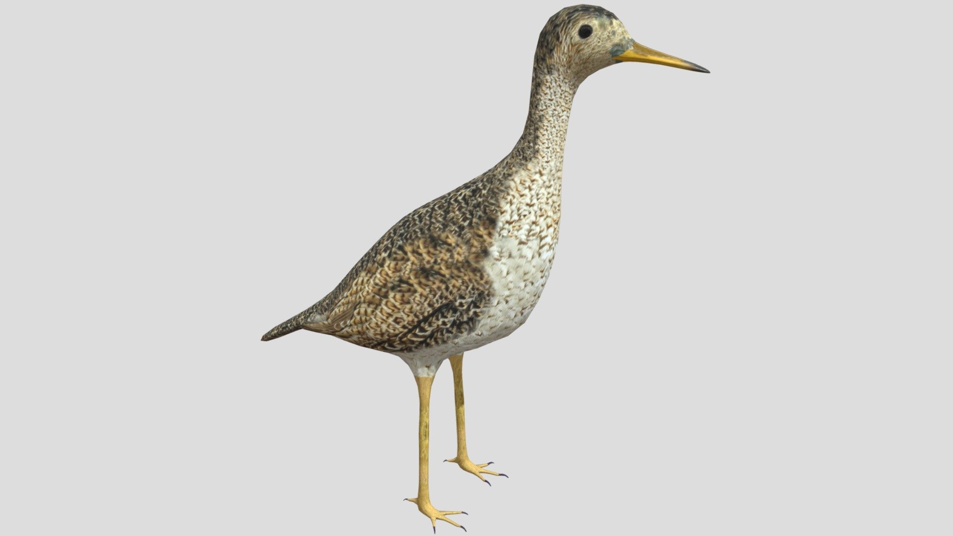 Upland Sandpiper | Fab