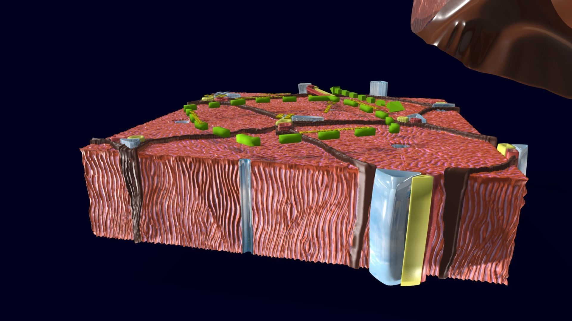 Liver Histology Model Labeled