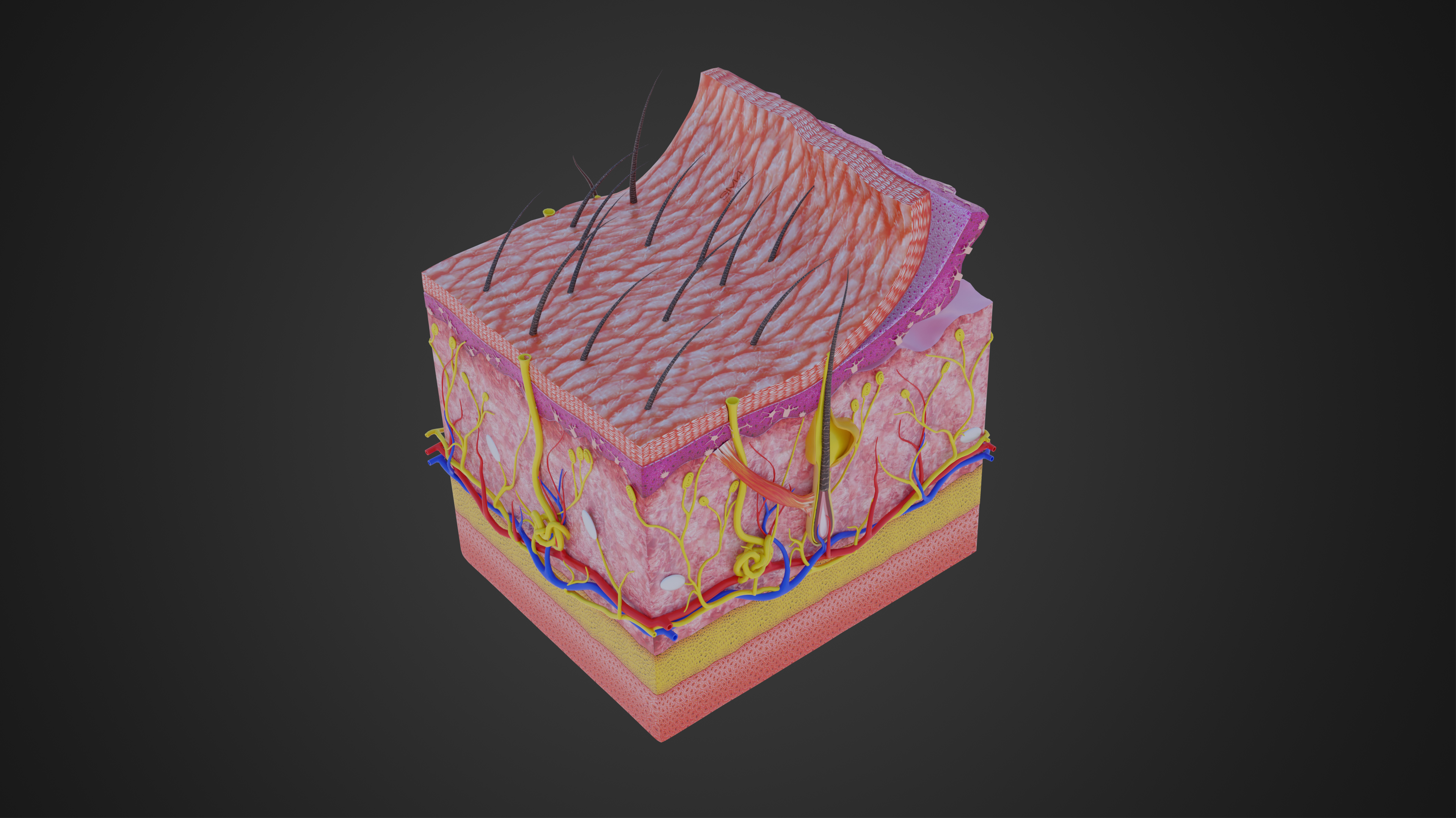 Human Skin Layers Anatomy 3D Model Epidermis Dermis and Hypodermis ...