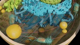 Animal Cell Structure 3D Model Educational Biology & Medical ...
