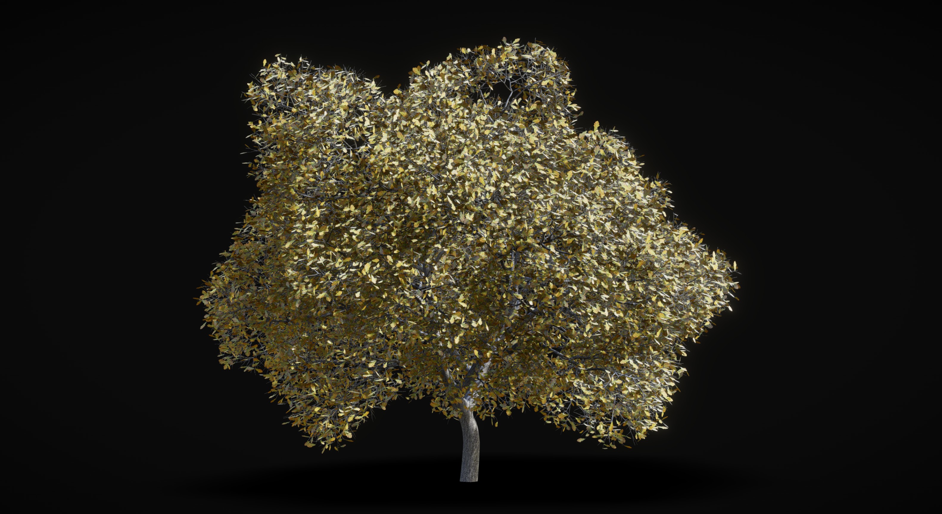 English Oak 8M (Autumn) | Fab