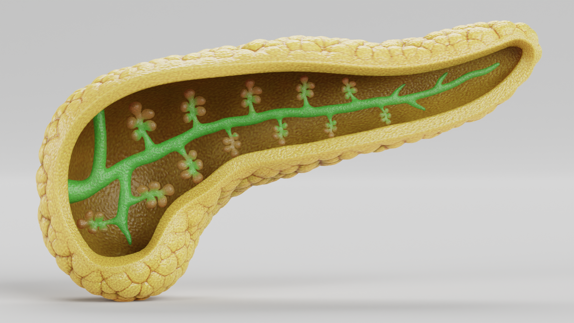 Pancreas Cross-Section - Realistic Human Anatomy | Fab