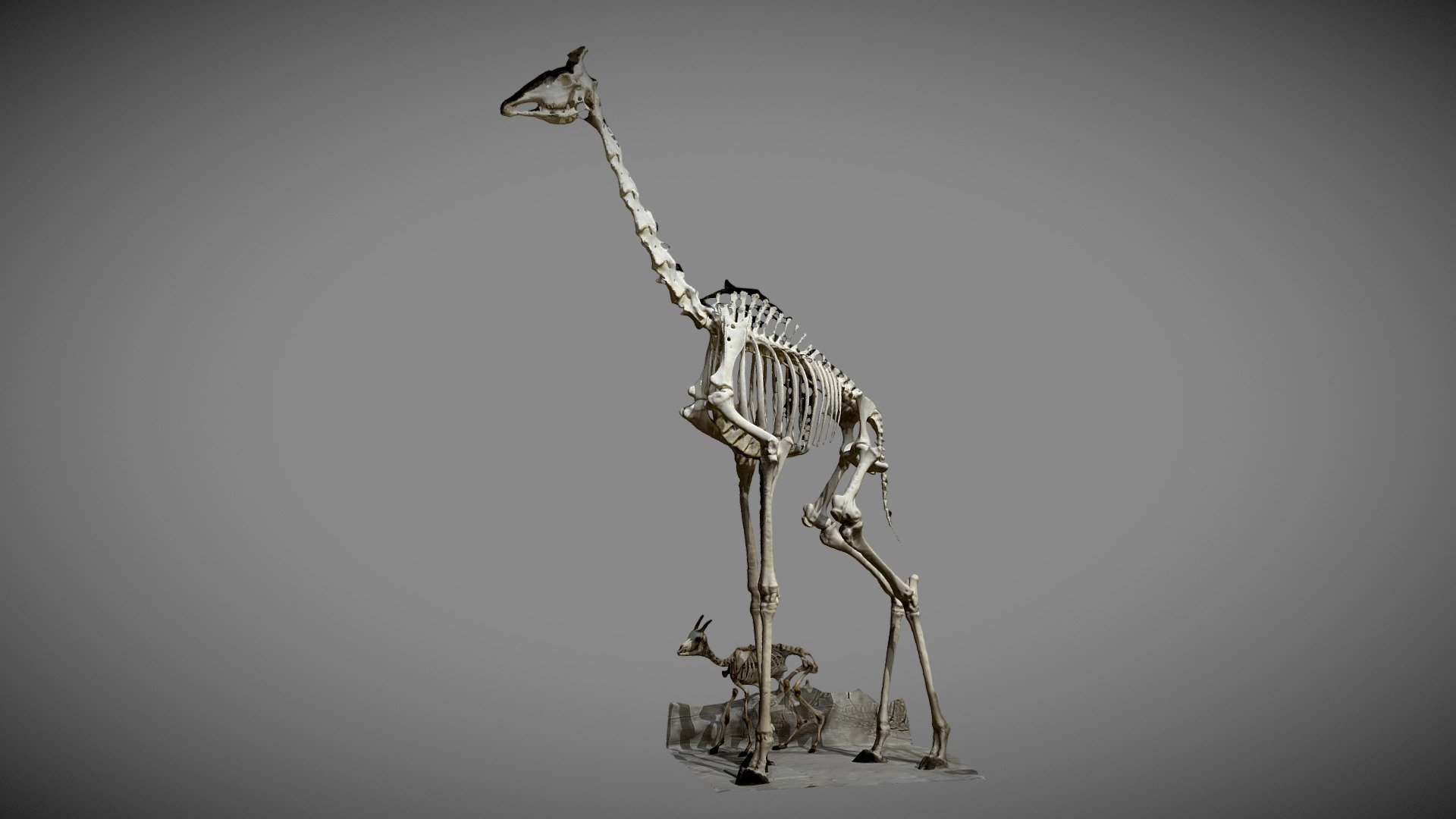 Giraffe Skeleton