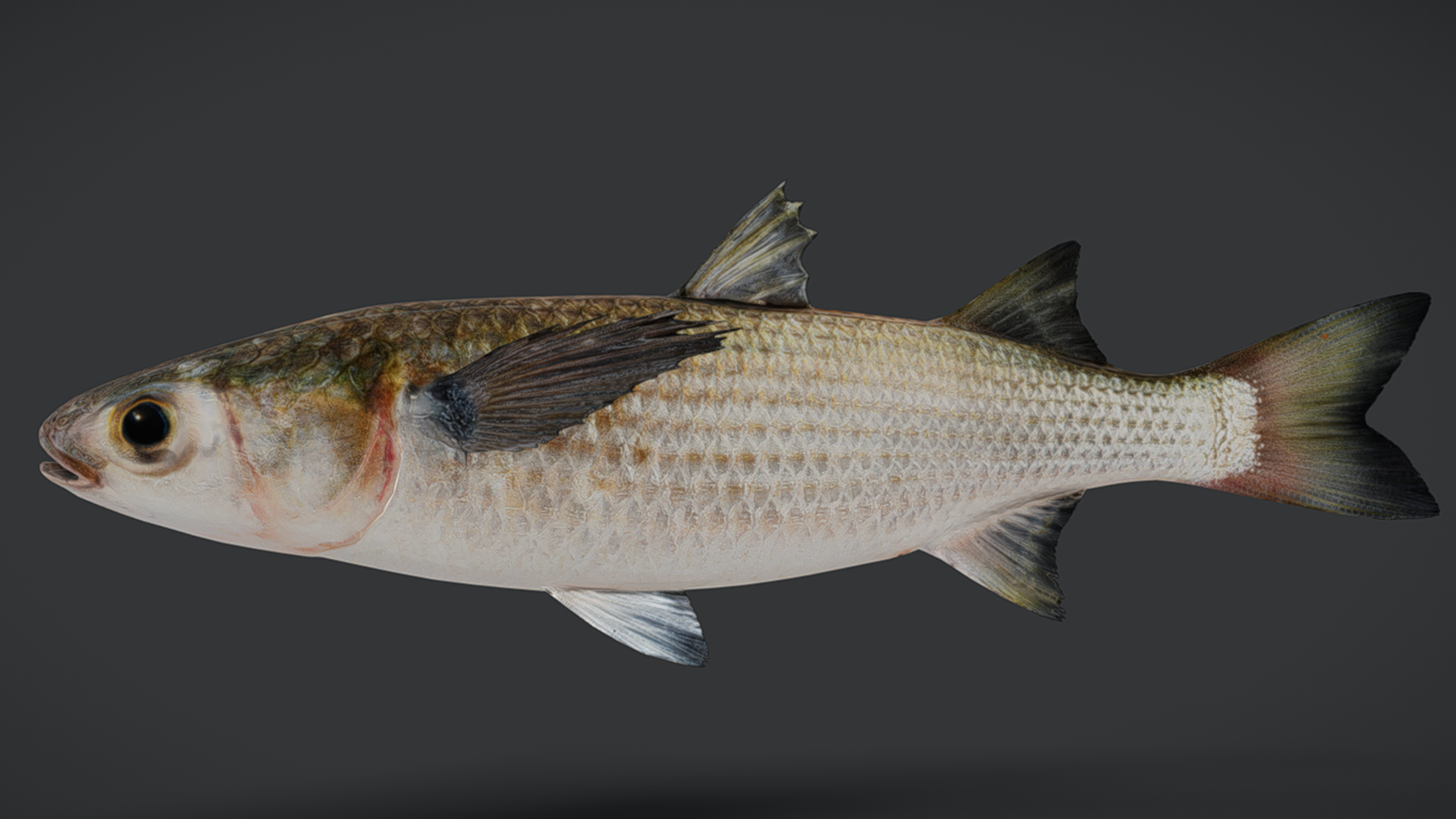 Realistic Mullet Fish Animated | Fab