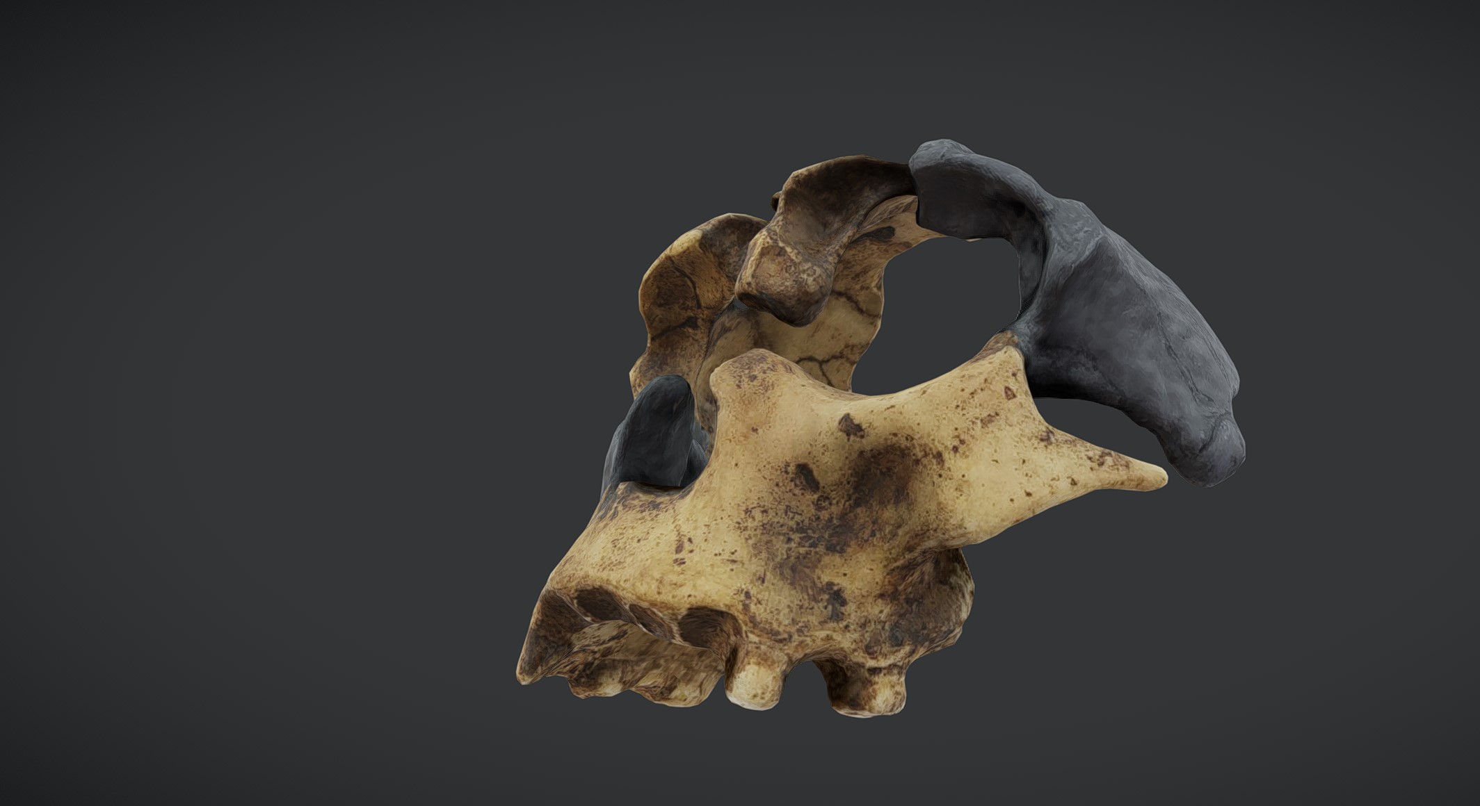 Homo Antecessor - Low Poly 3D Skull Model | Fab