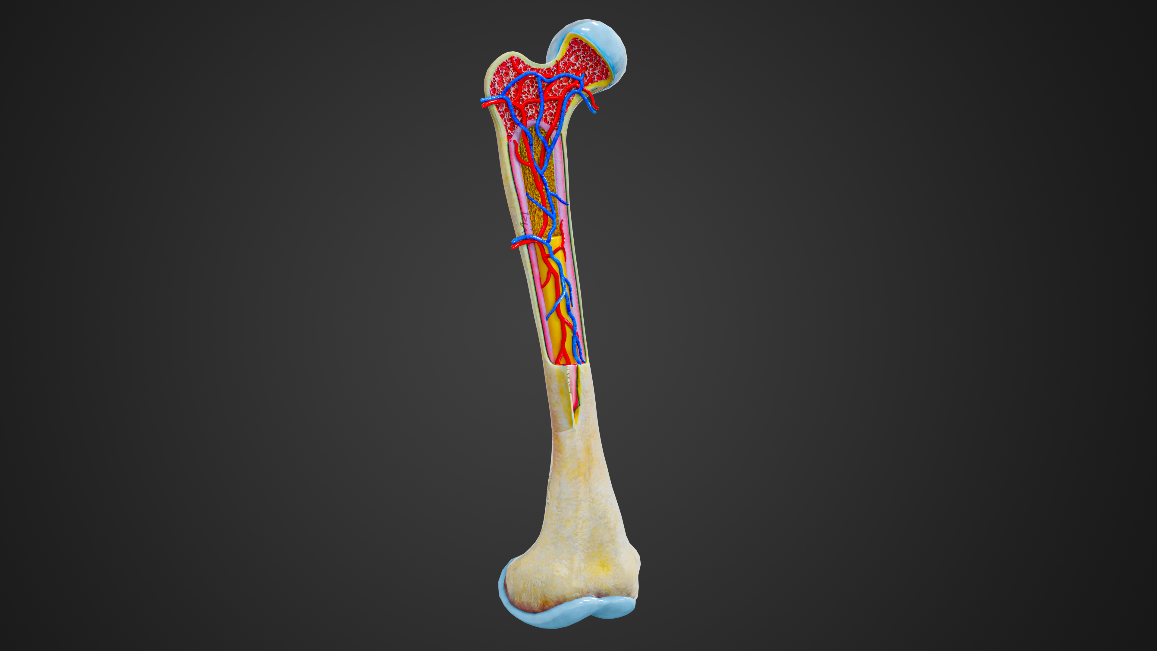 Sectioned Human Femur 3D Model | Bone Cross-Section Anatomy ...