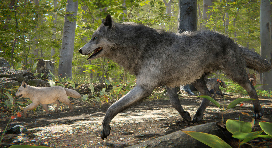 Realistic Wolf