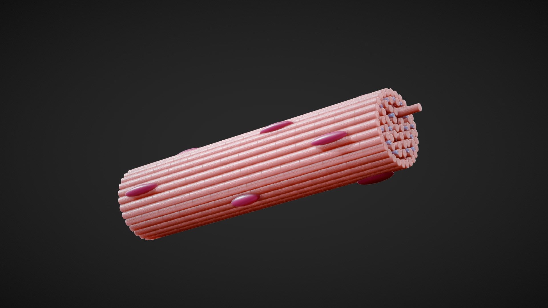 Skeletal Muscle Fiber Cross Section Anatomy | Fab
