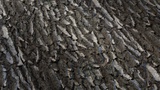 Birch Bark | Fab