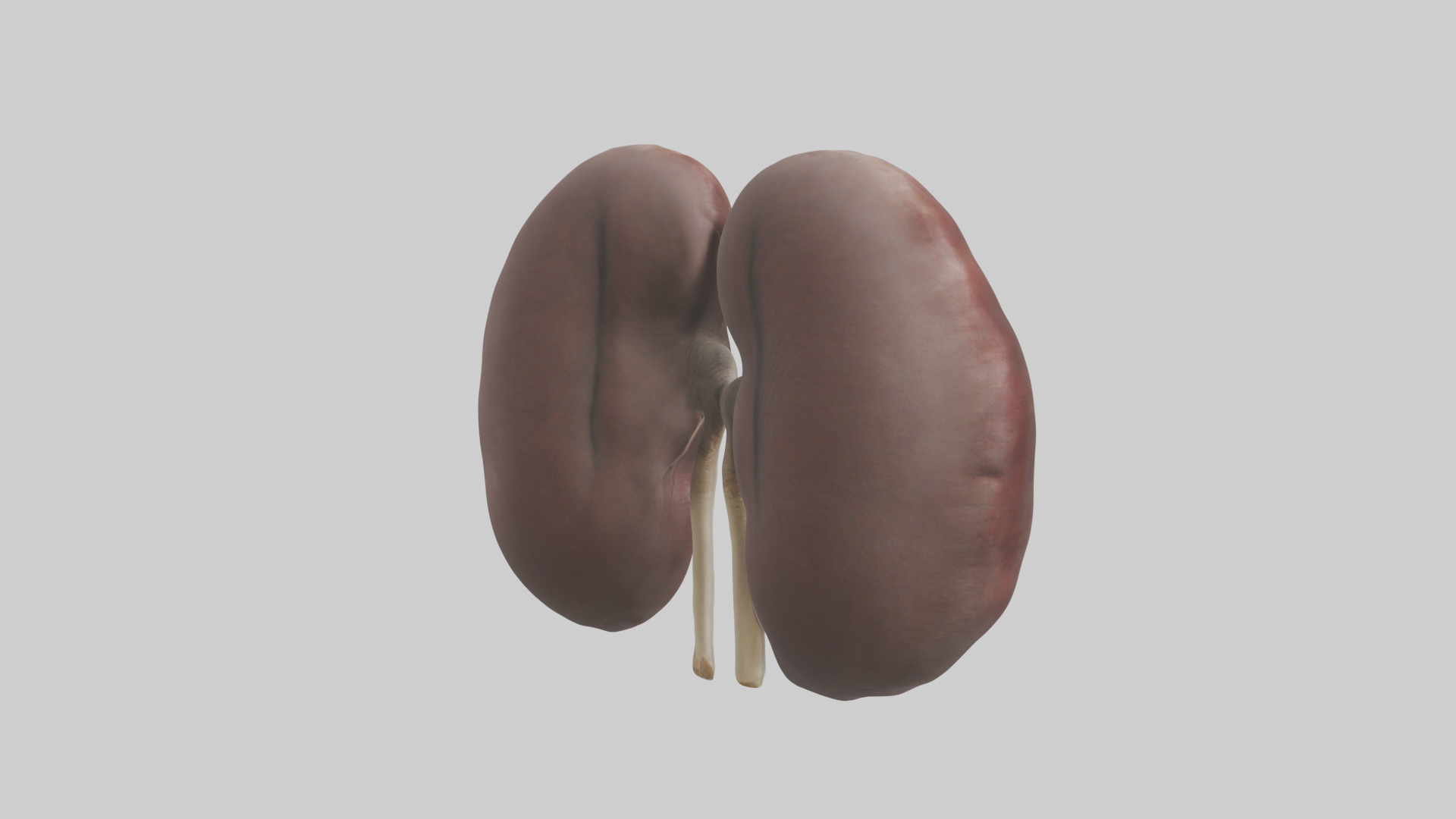 Elephant Kidneys | Fab