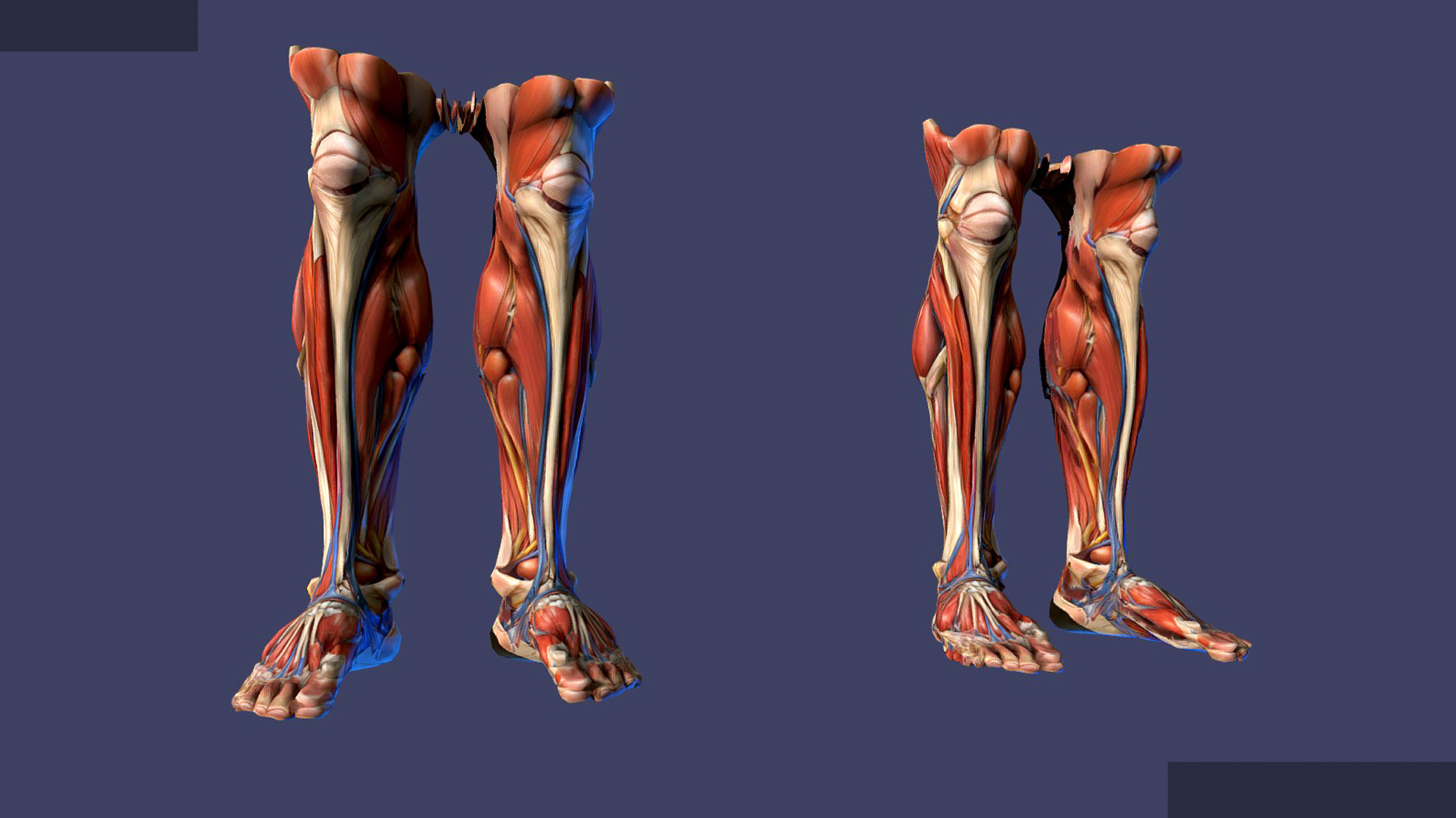 human lower limb anatomy leg knee feet foot | Fab