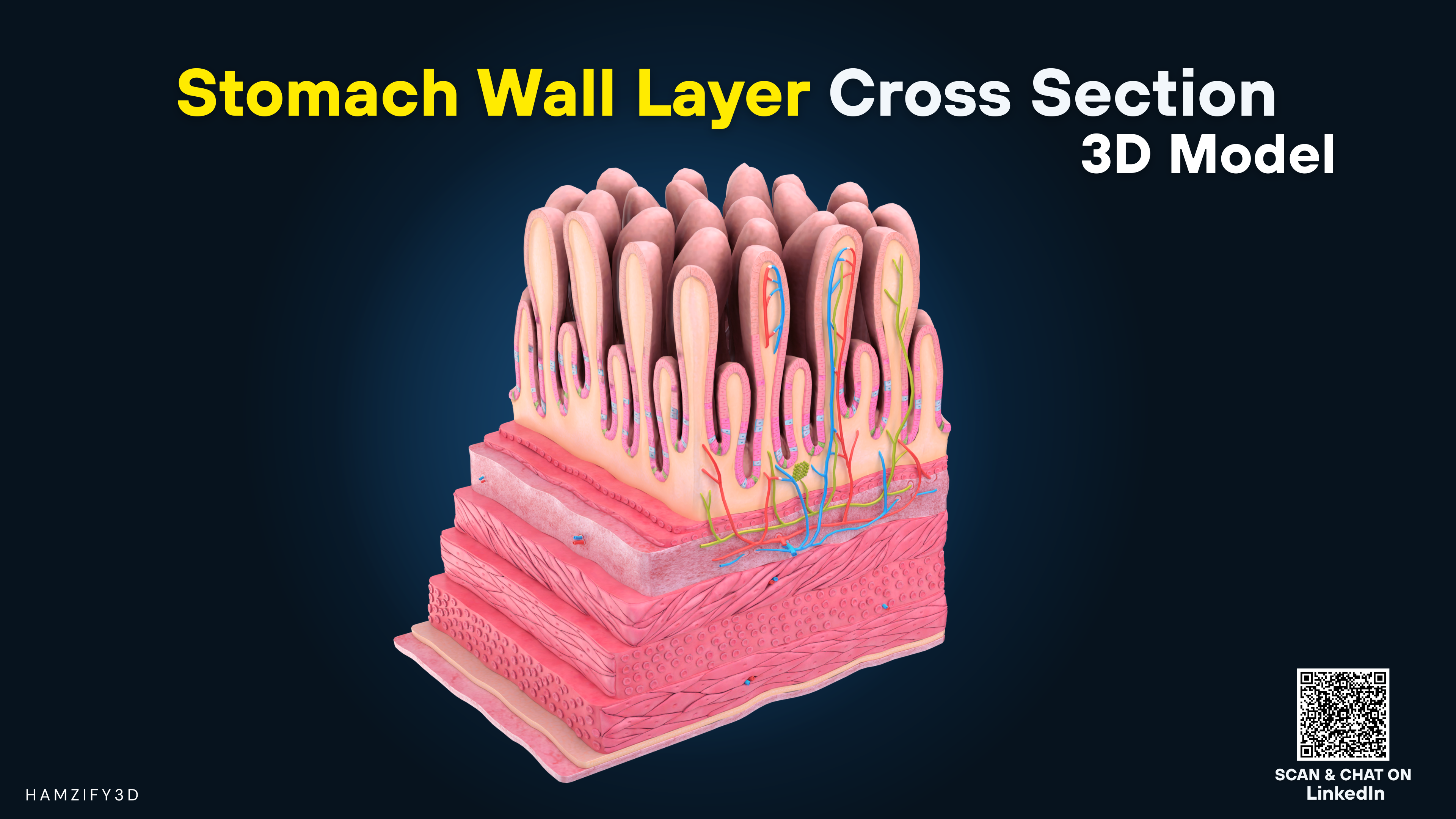 3D Human Stomach Wall Layers - Microscopic Anatomy Section | Fab