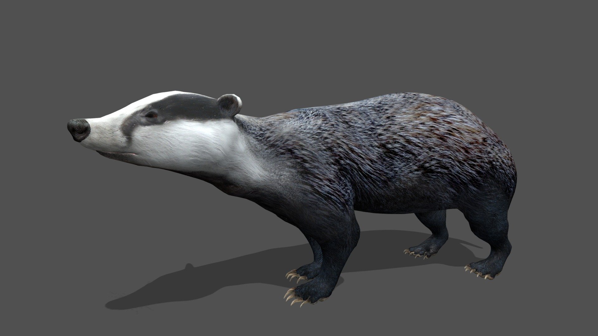 Animated Badger – 3D Animal Model | Fab