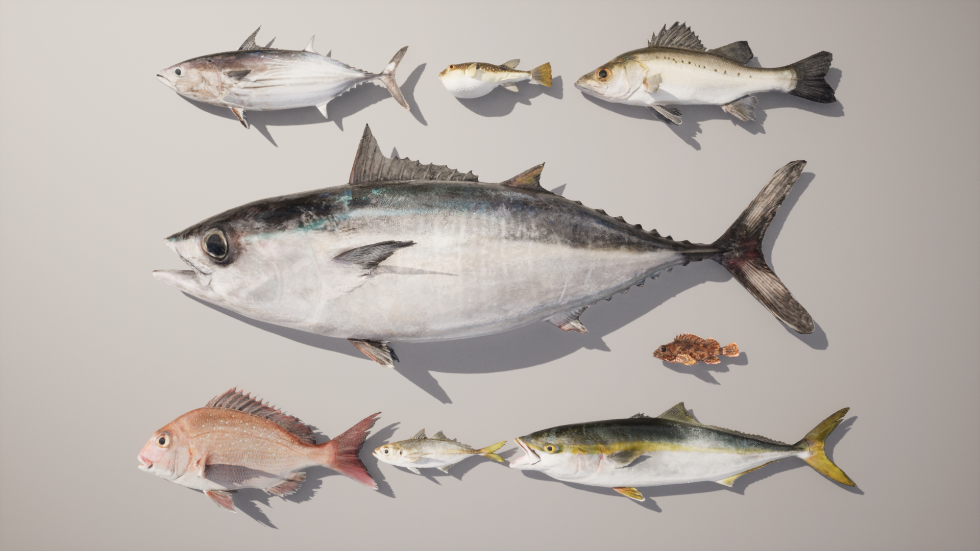 Japanese Sea Fish Pack | Fab