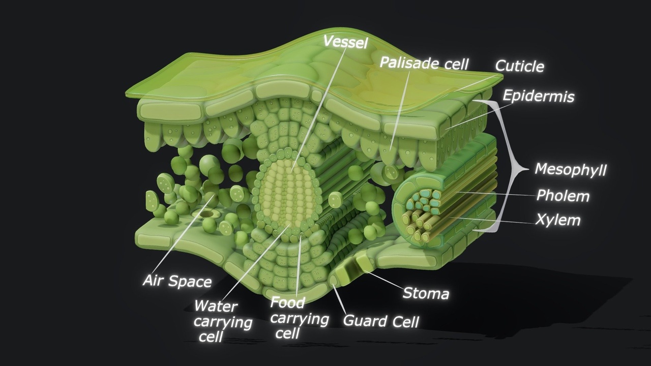 Leaf Cross Section Anatomy | Fab