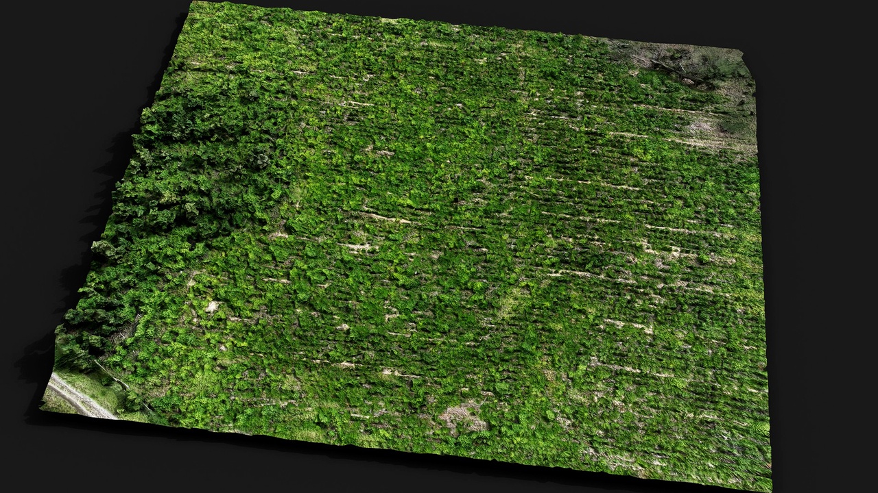 forest terrain bushes field patch pt2 PBR photogrammetry | Fab