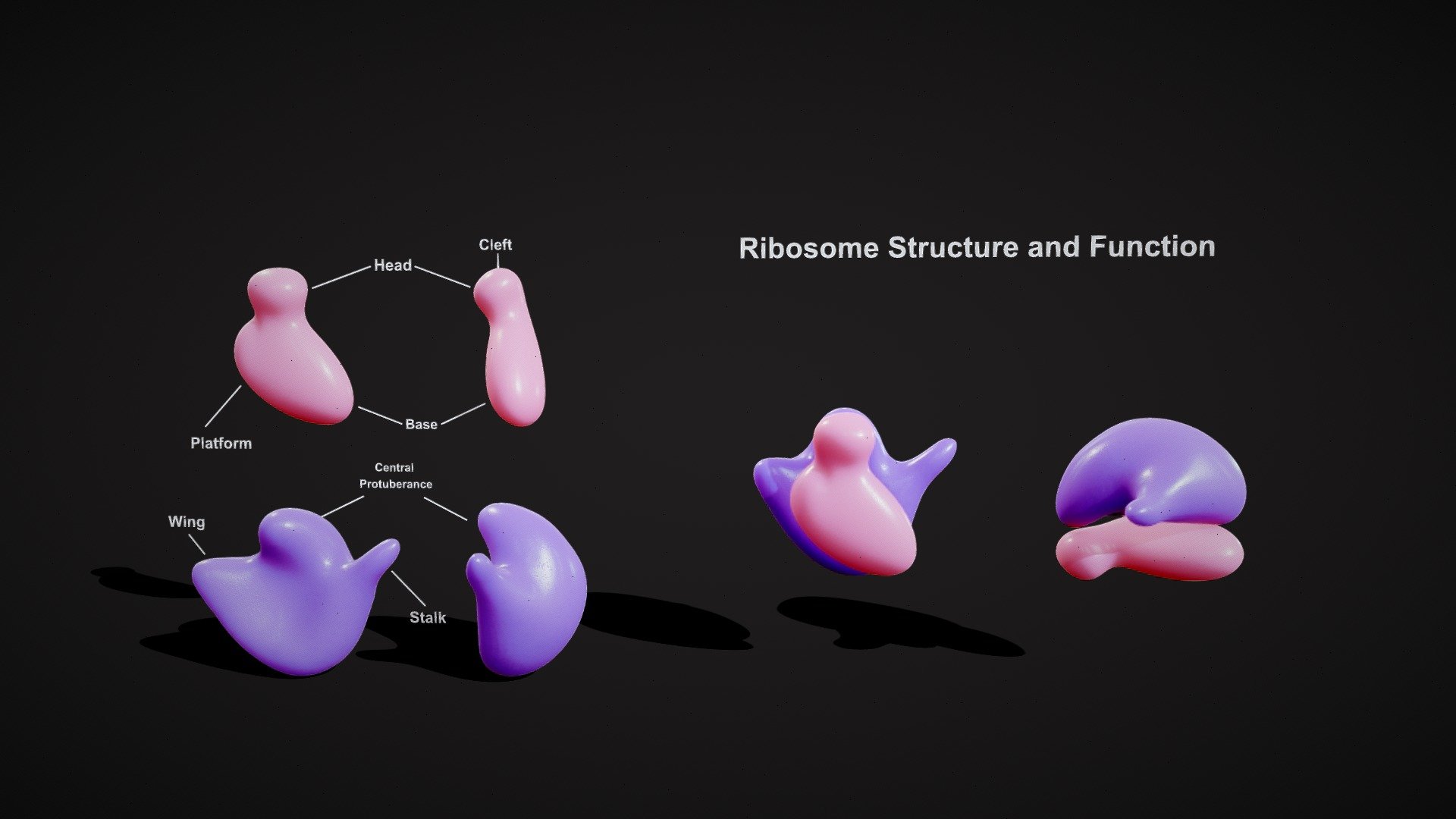 Structure Of Ribosomes Diagram Estructura Del Ribosoma