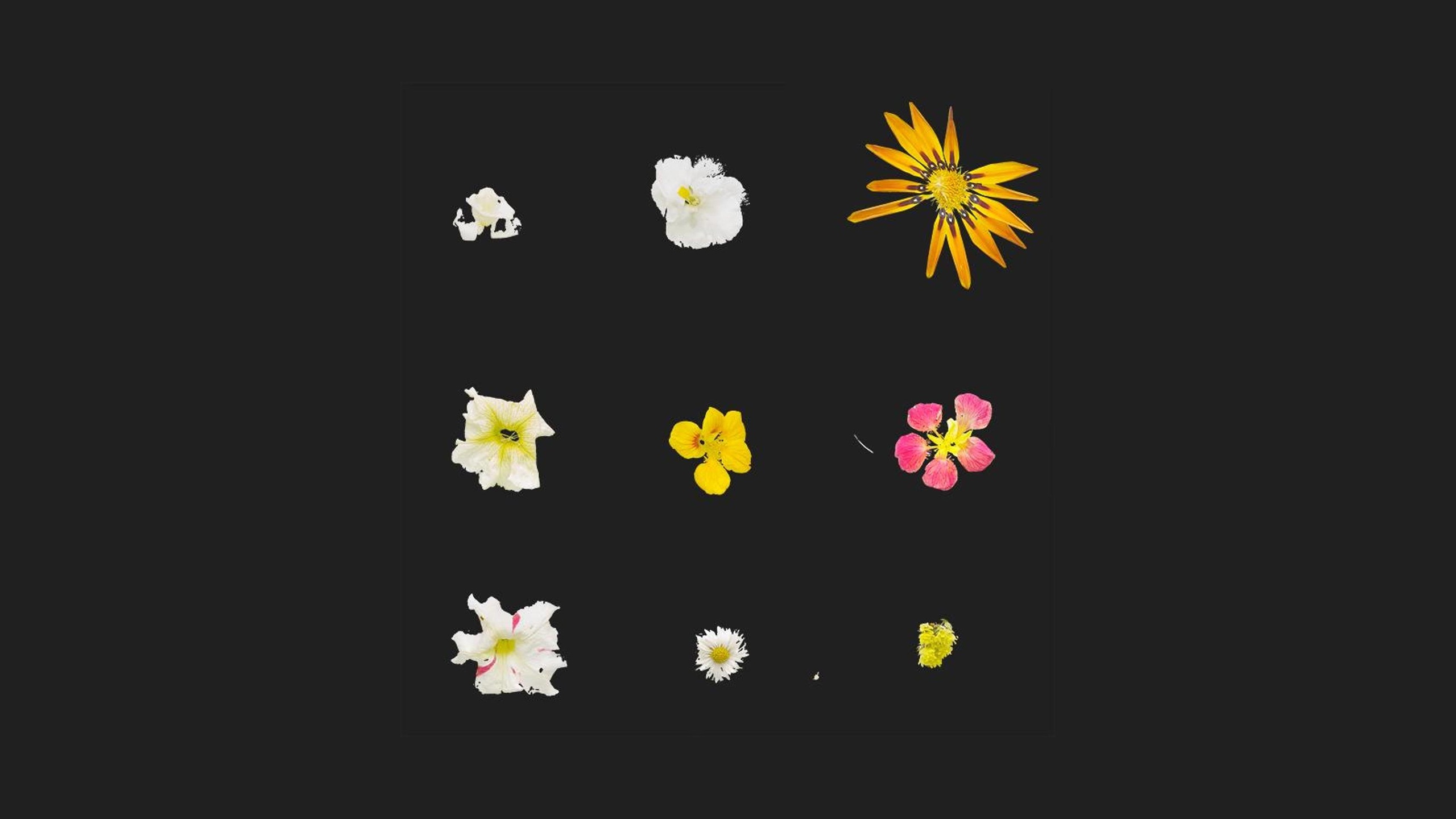 Assorted Flowers | Fab