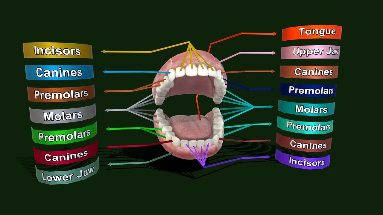 Anatomy Of Human Teeth