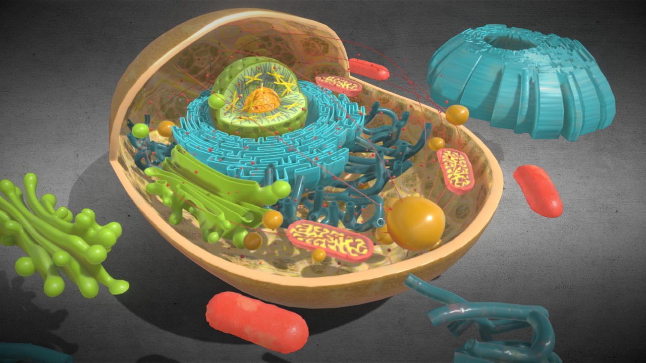 Animal Cell Structure 3d