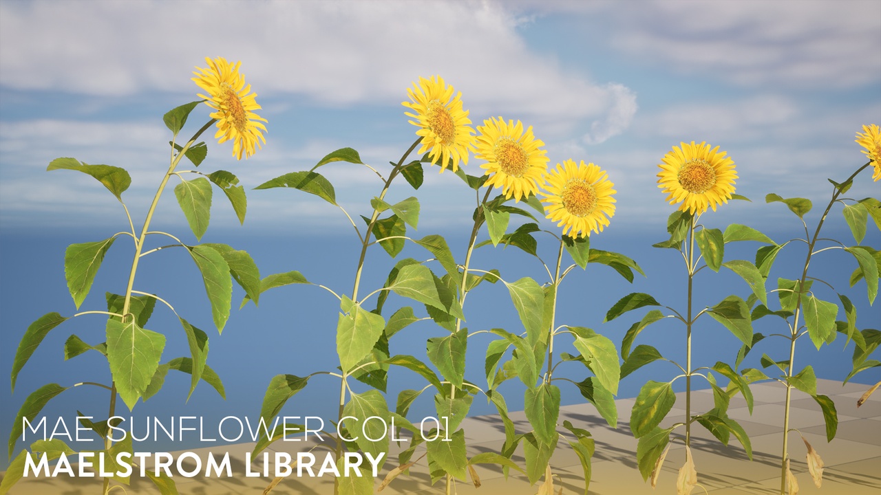 MAE Sunflower Col 01 | Fab