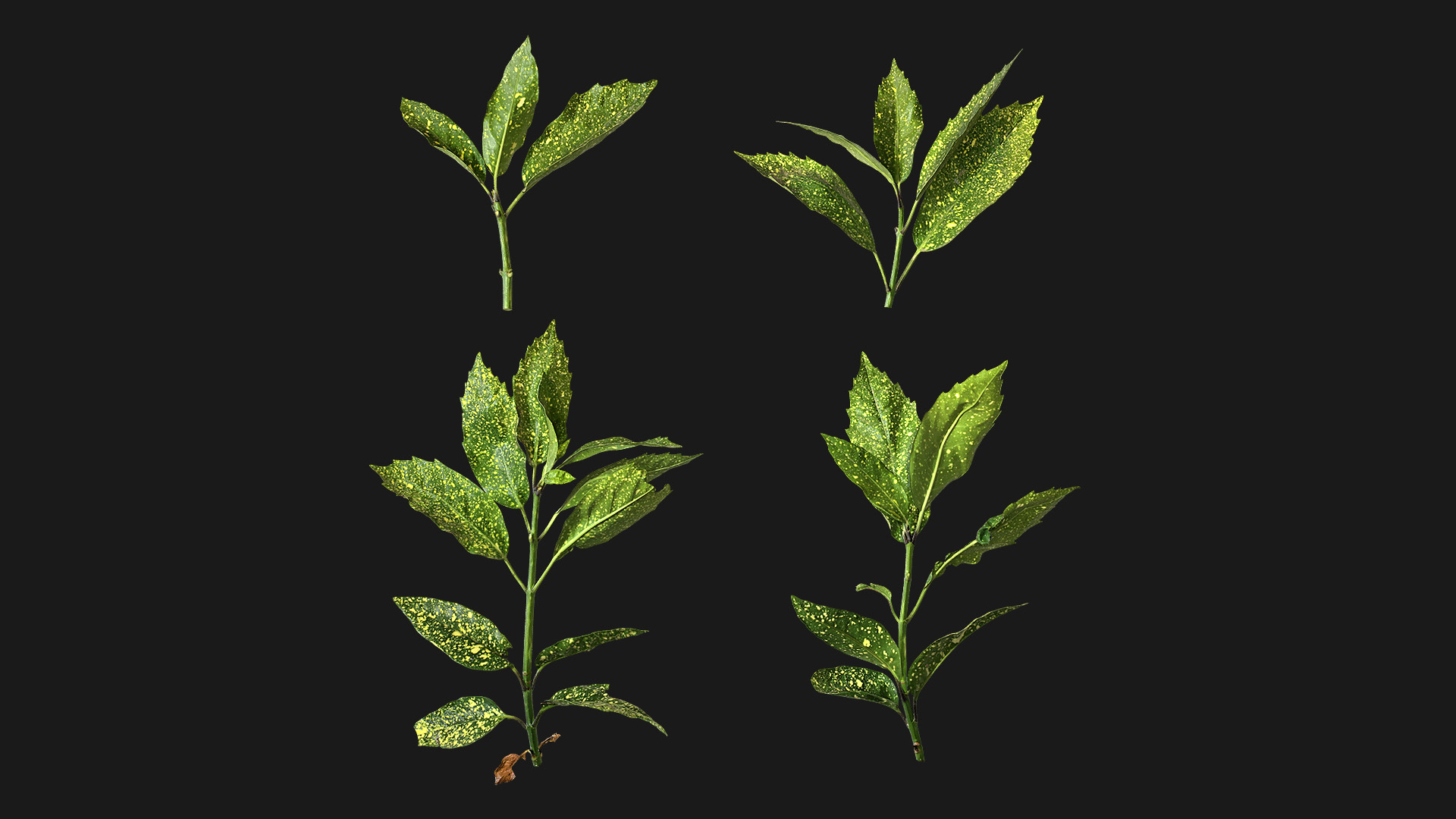 Aucuba japonica variegata (udGCSr) | Fab
