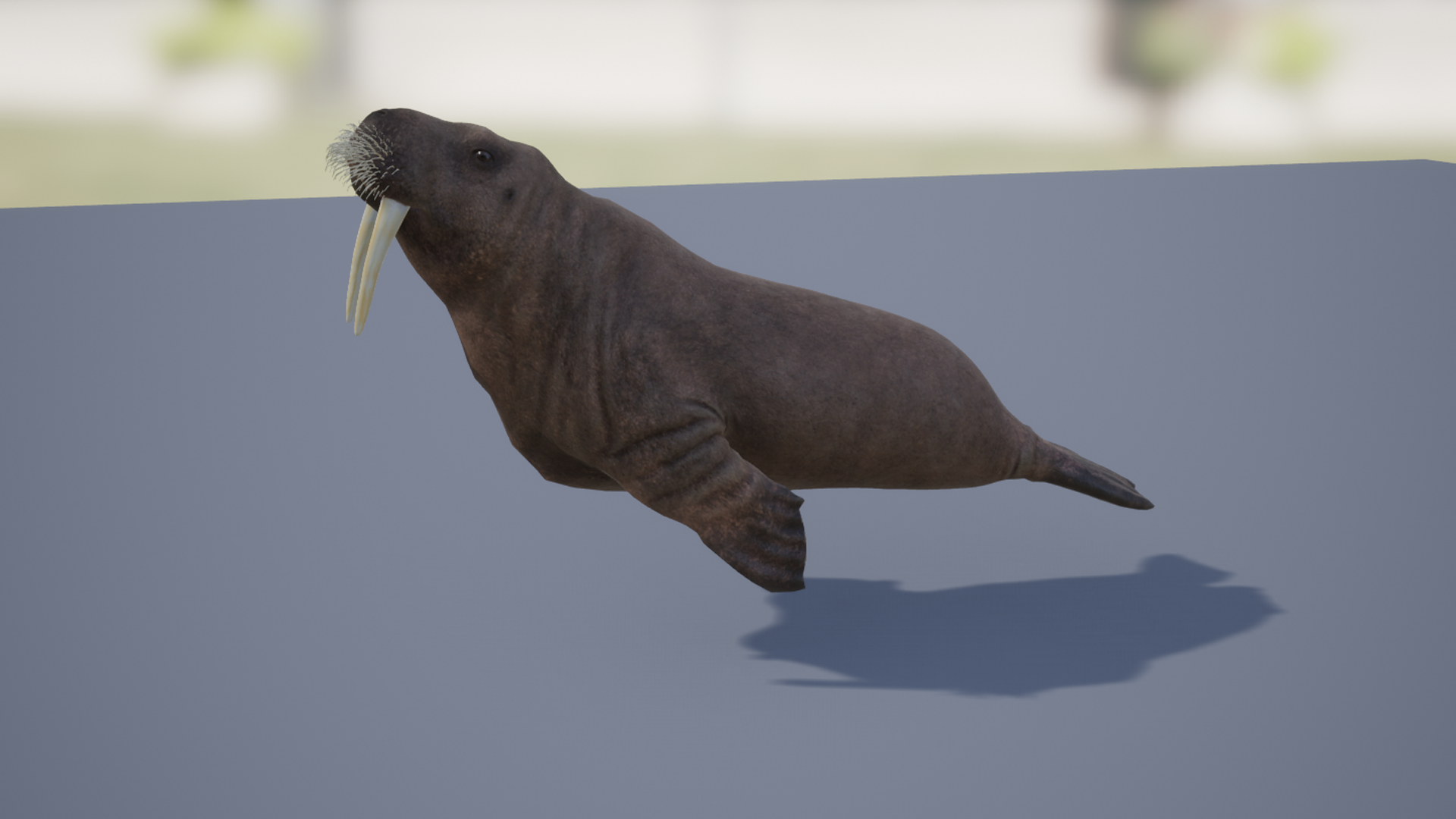 Walrus Wallpaper 1920x1080