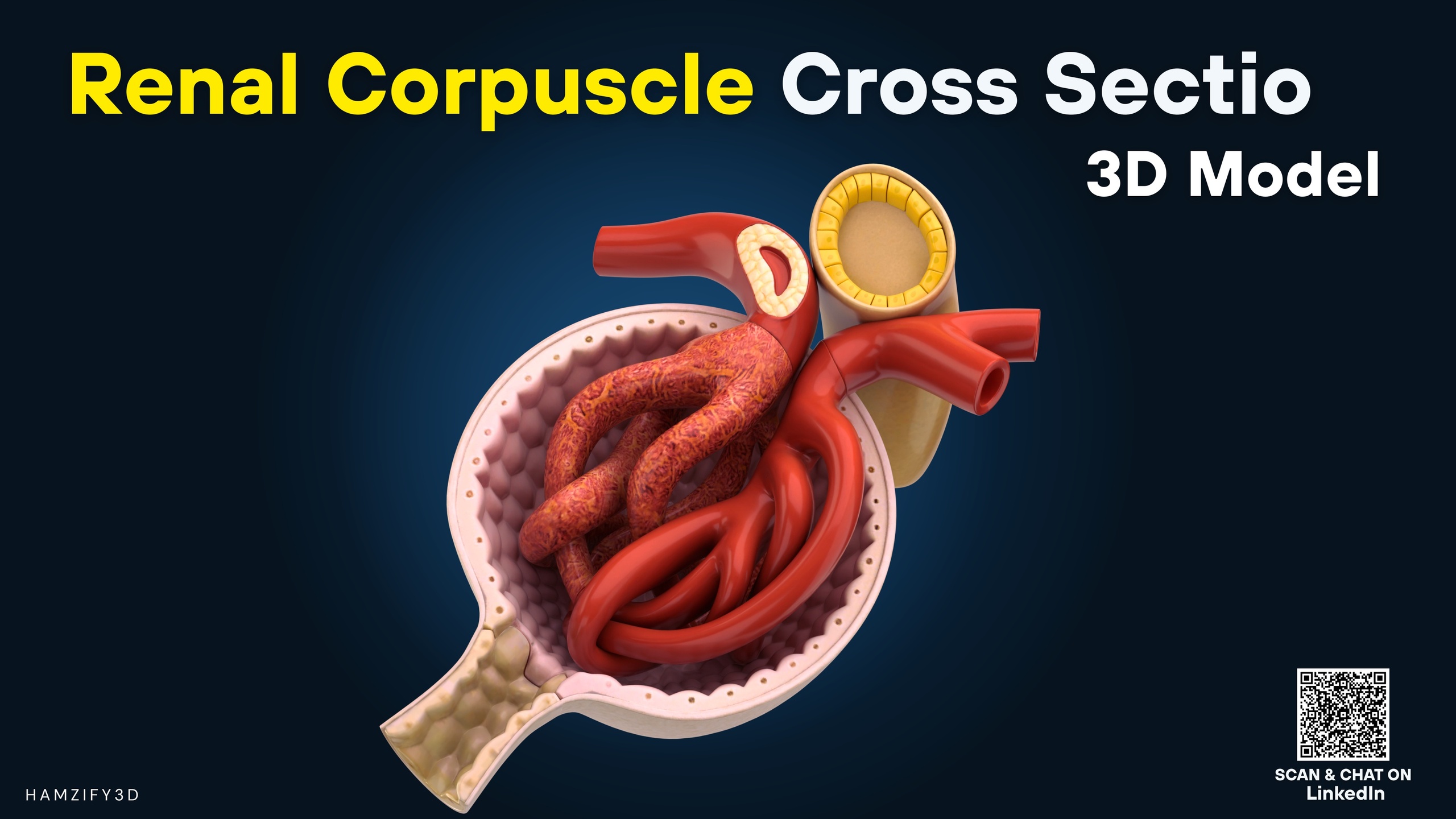 3D Renal Corpuscle Anatomy - Kidney Glomerulus Section | Fab