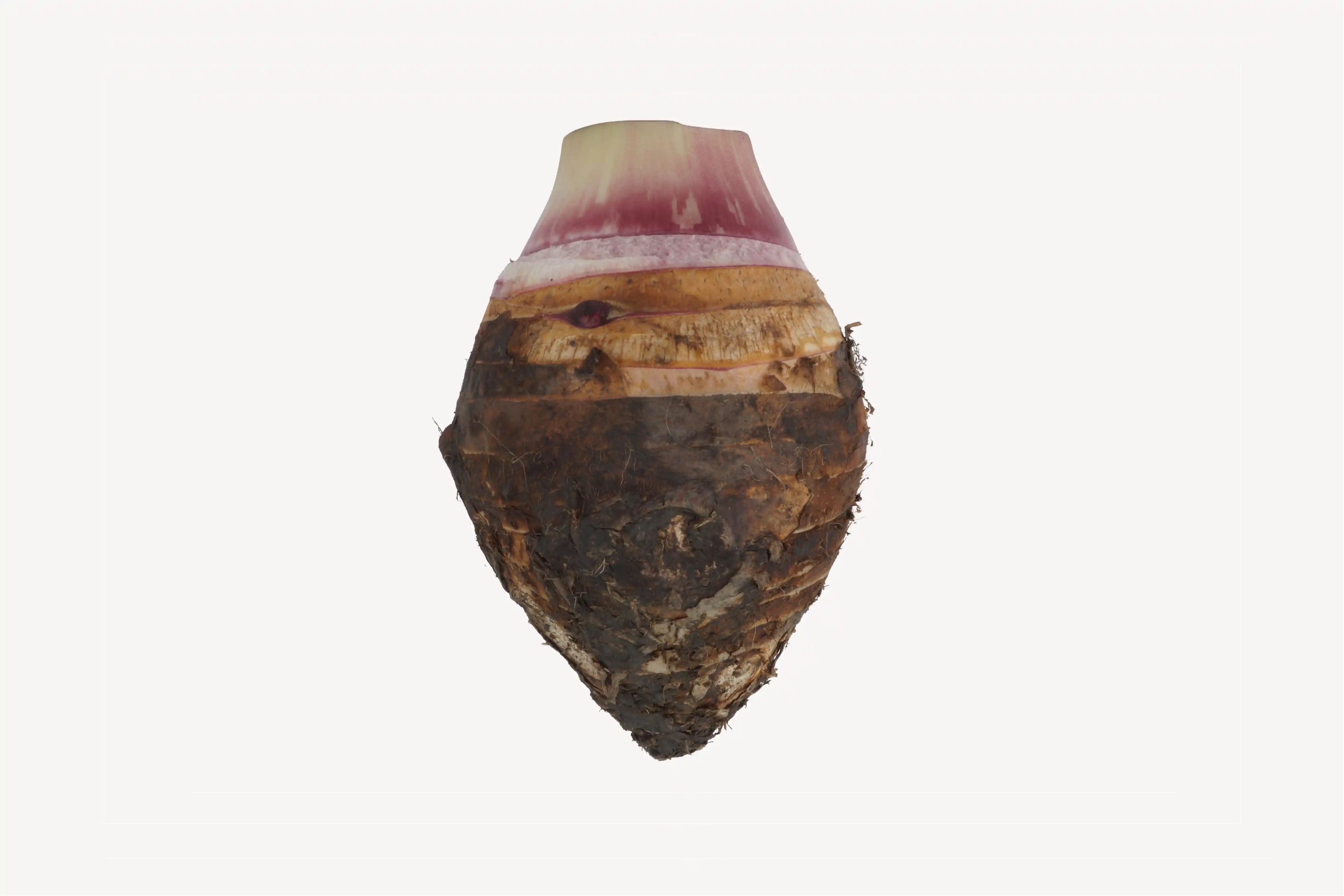 Taro Root | Fab