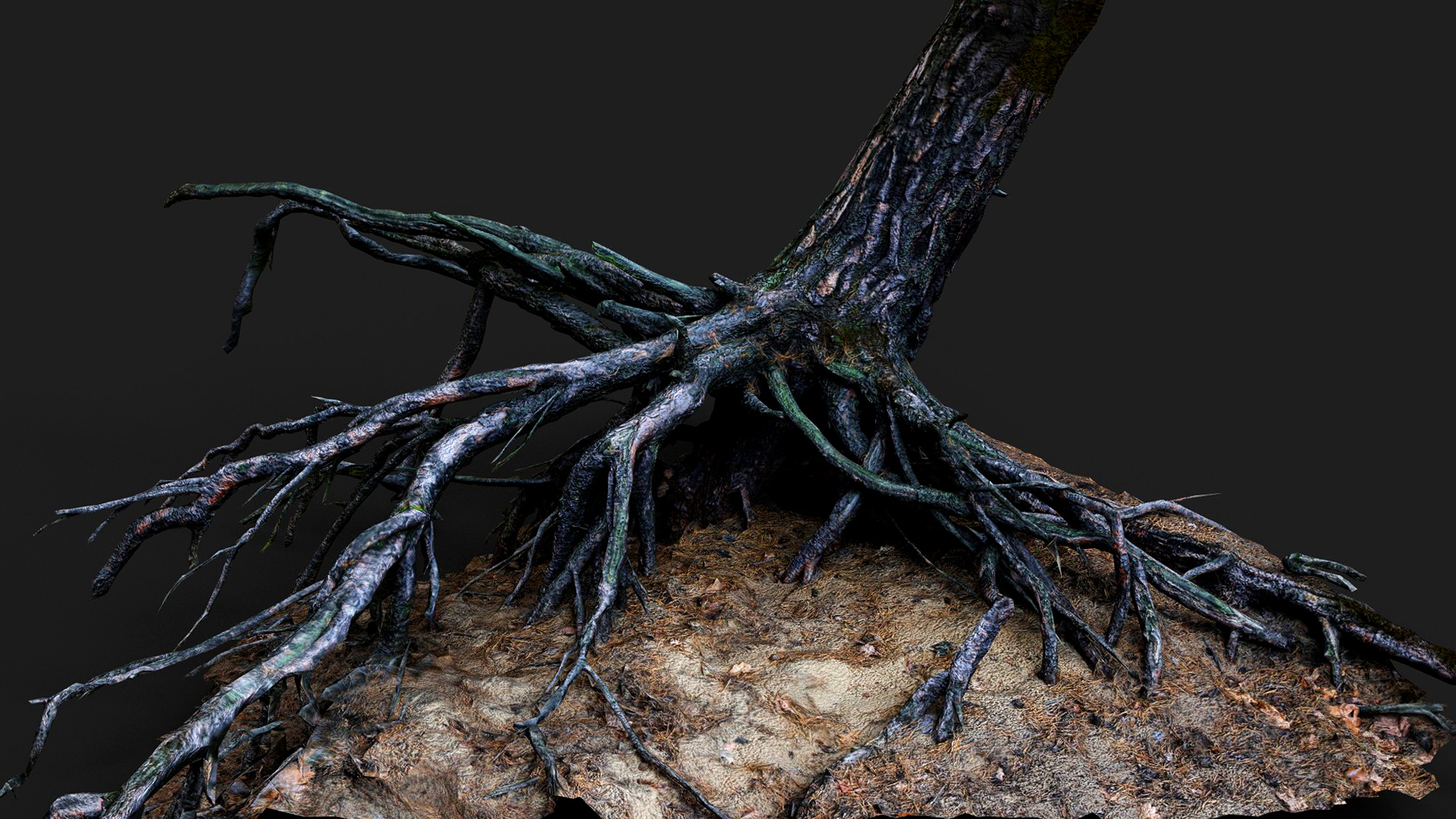 pine tree wide roots PBR photogrammetry | Fab