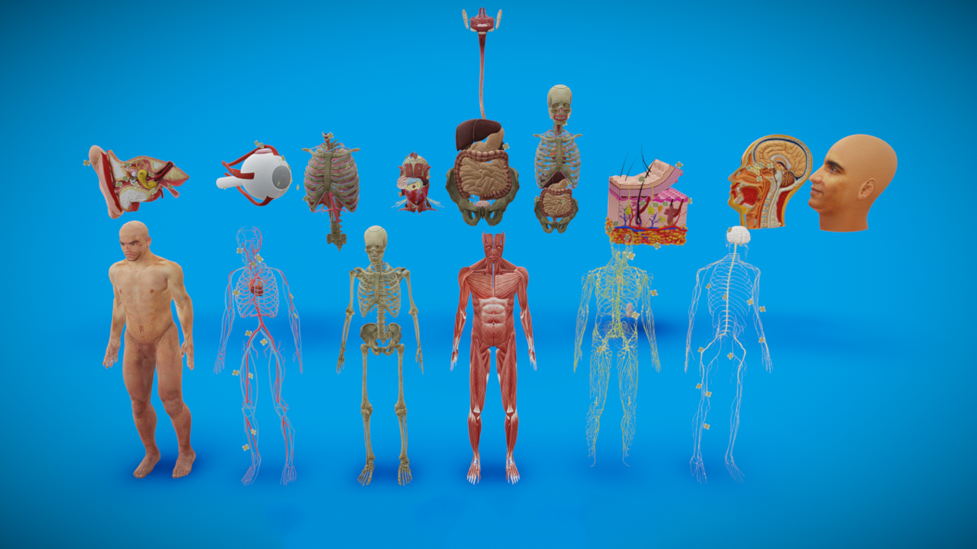 Human Anatomy 3D Model Pack | Skeleton, Organs, Muscles & Nervous ...