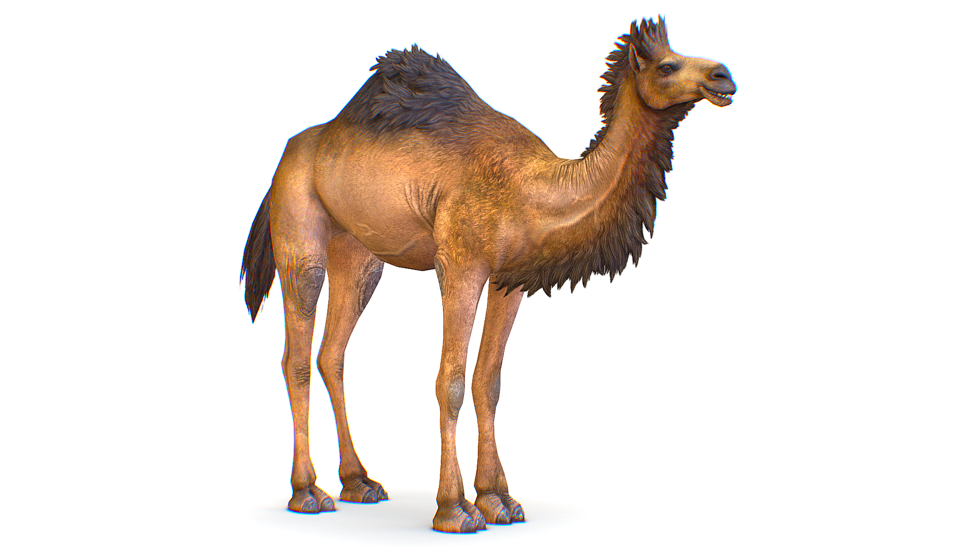 Camel Dromedary Wild Desert Animal Mammal | Fab