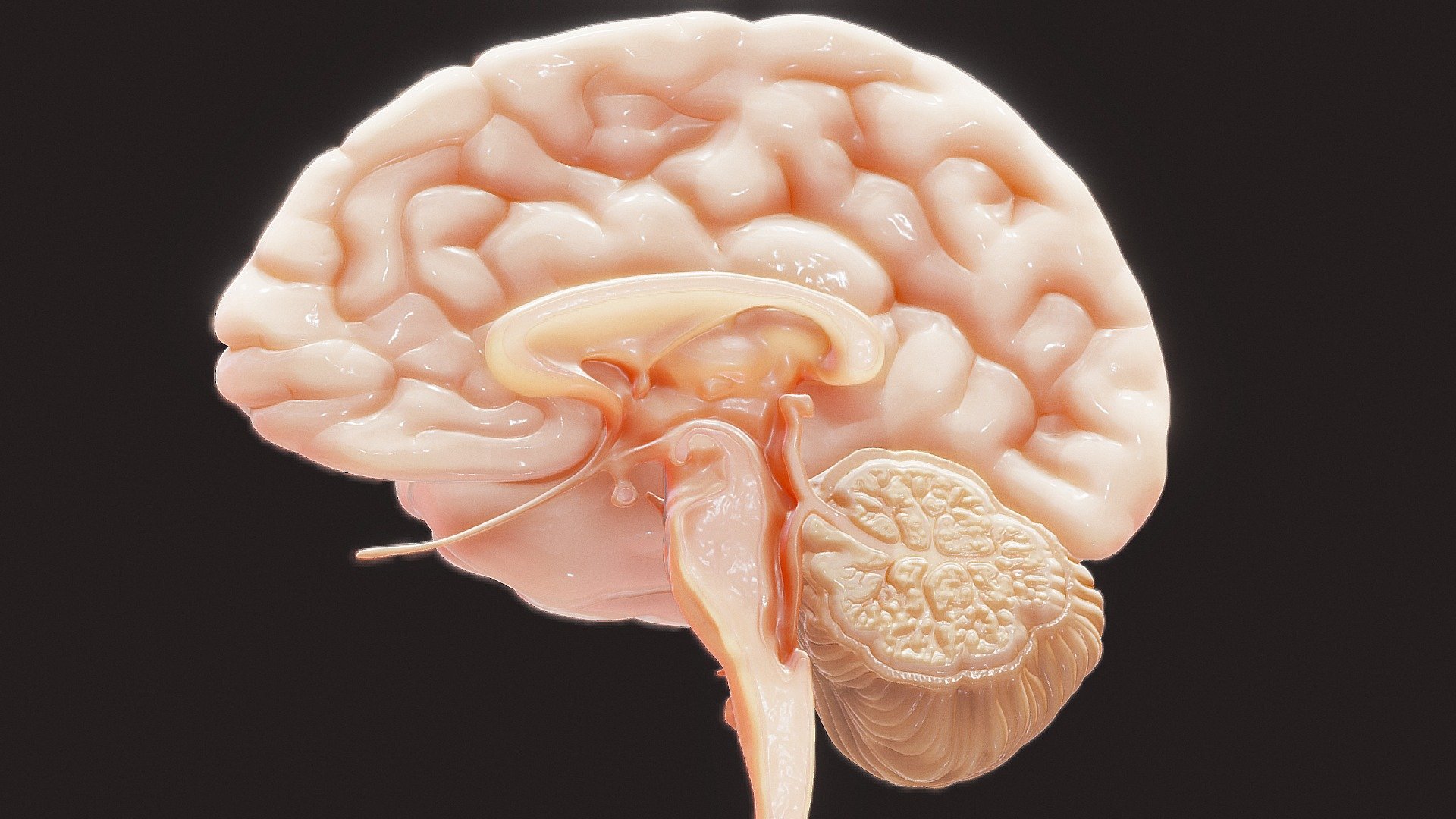 Human Brain Cross Section Anatomy | Fab
