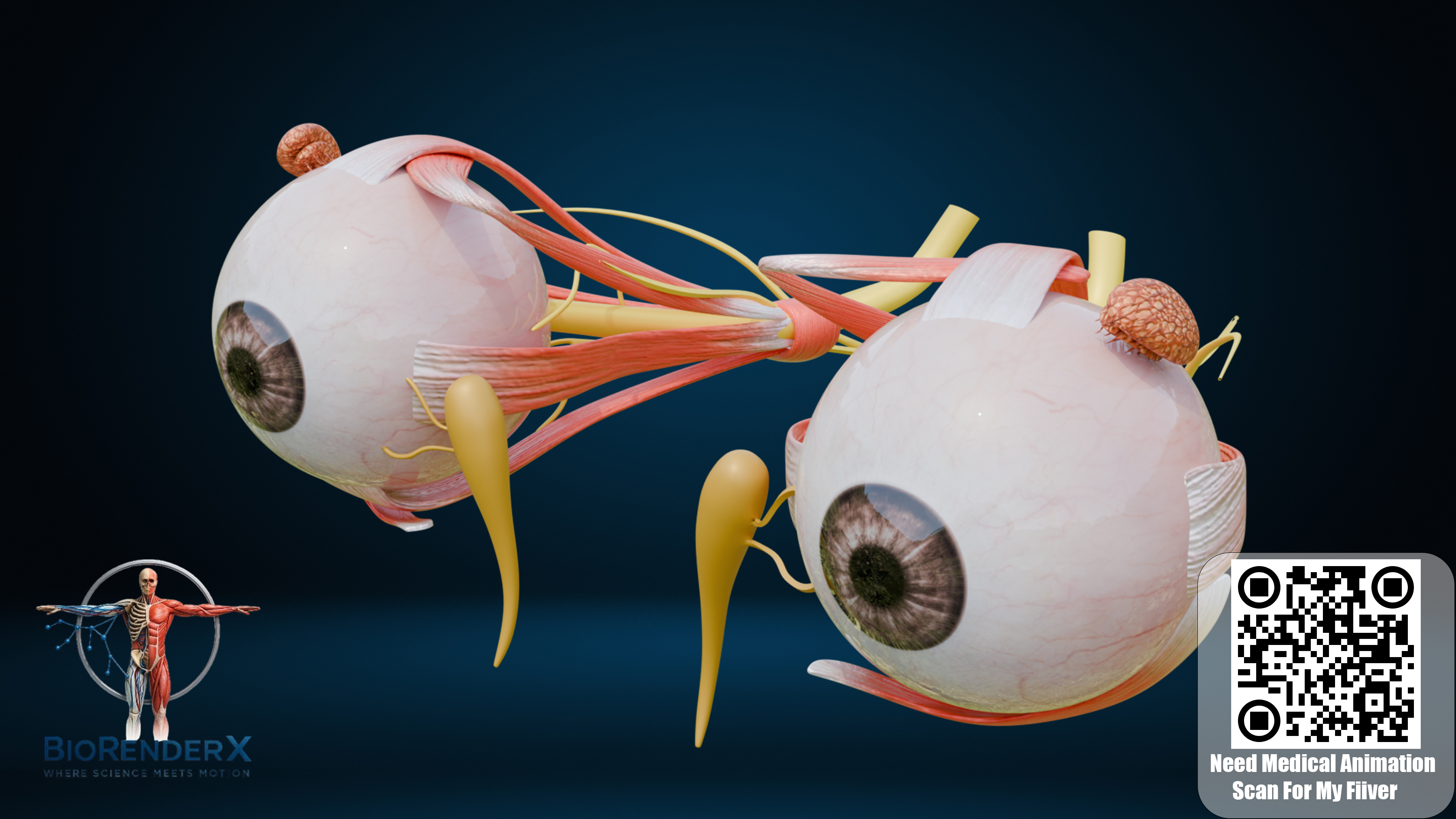 Human Eye Anatomy 3D Model | Extraocular Muscles, Optic Nerve & Ocular ...