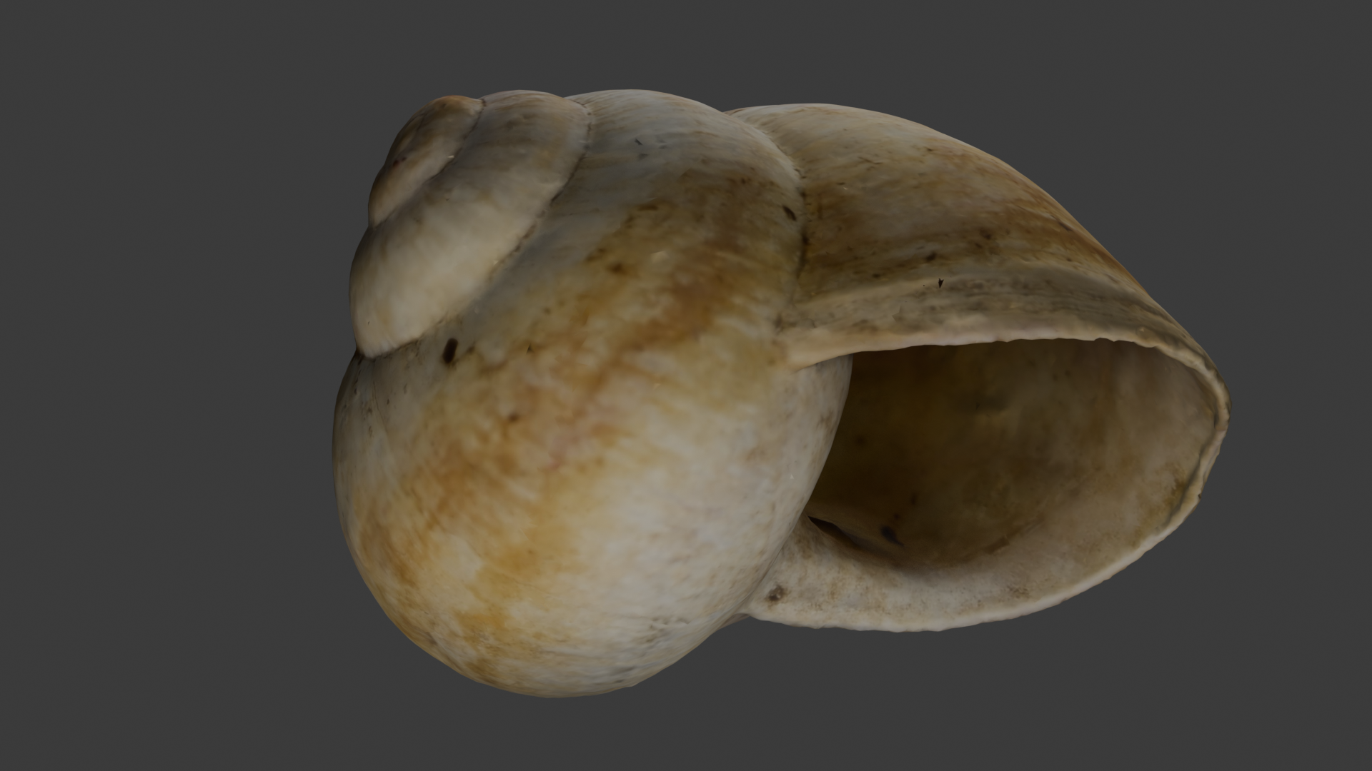 Realityscan Schneckengehäuse Weinbergschnecke | Fab