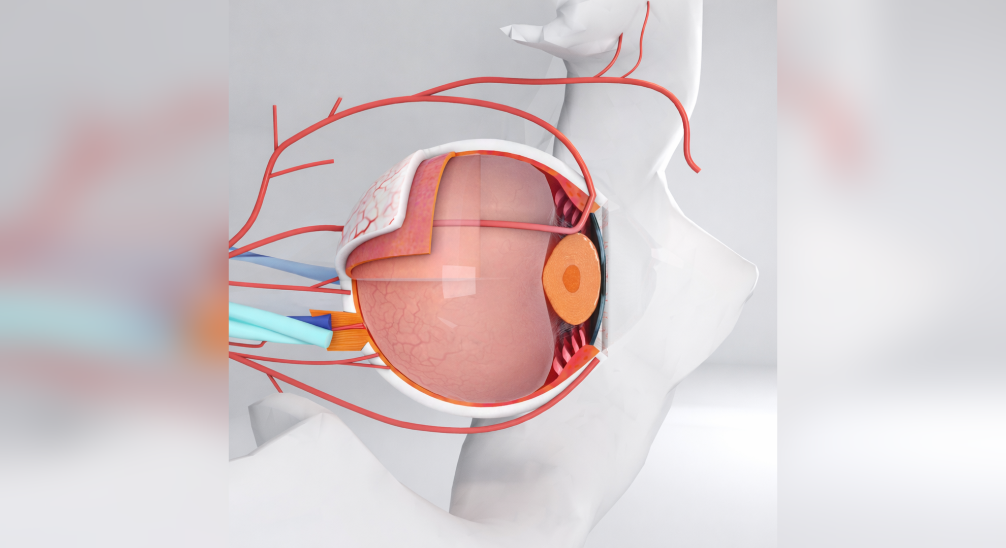 Human Visual System Anatomy 3D Model Eye Brain Optic Nerve Medical ...