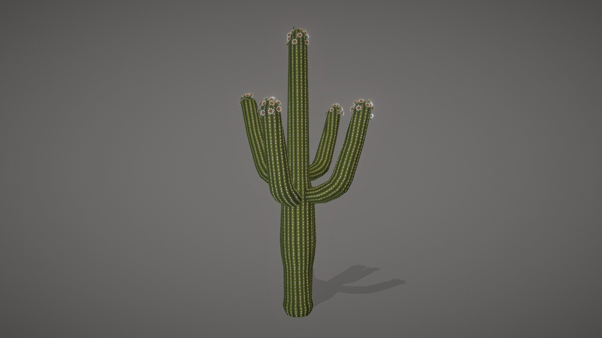 Saguaro Cactus (Carnegiea gigantea) (Flowering) | Fab