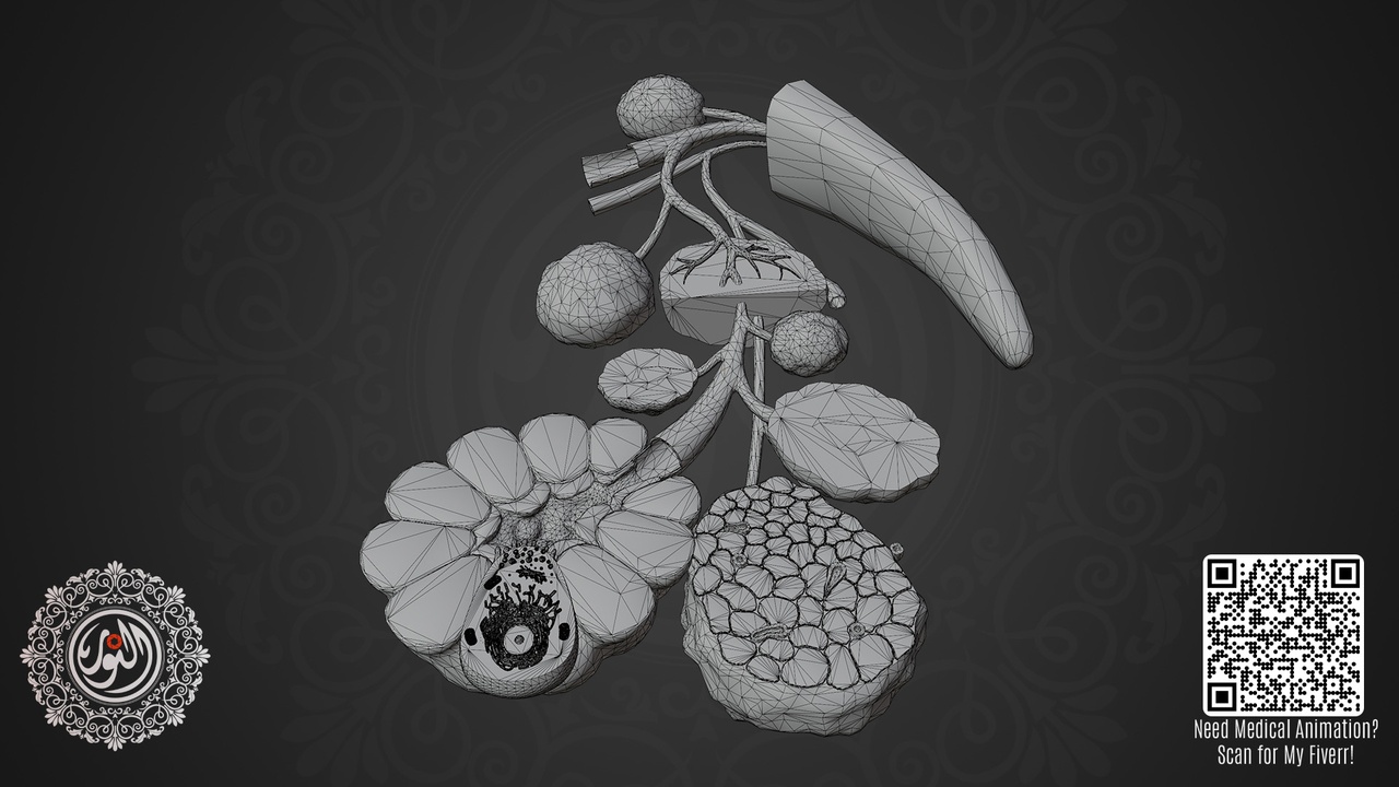 Pancreatic Acini And Islets 3d model | Fab