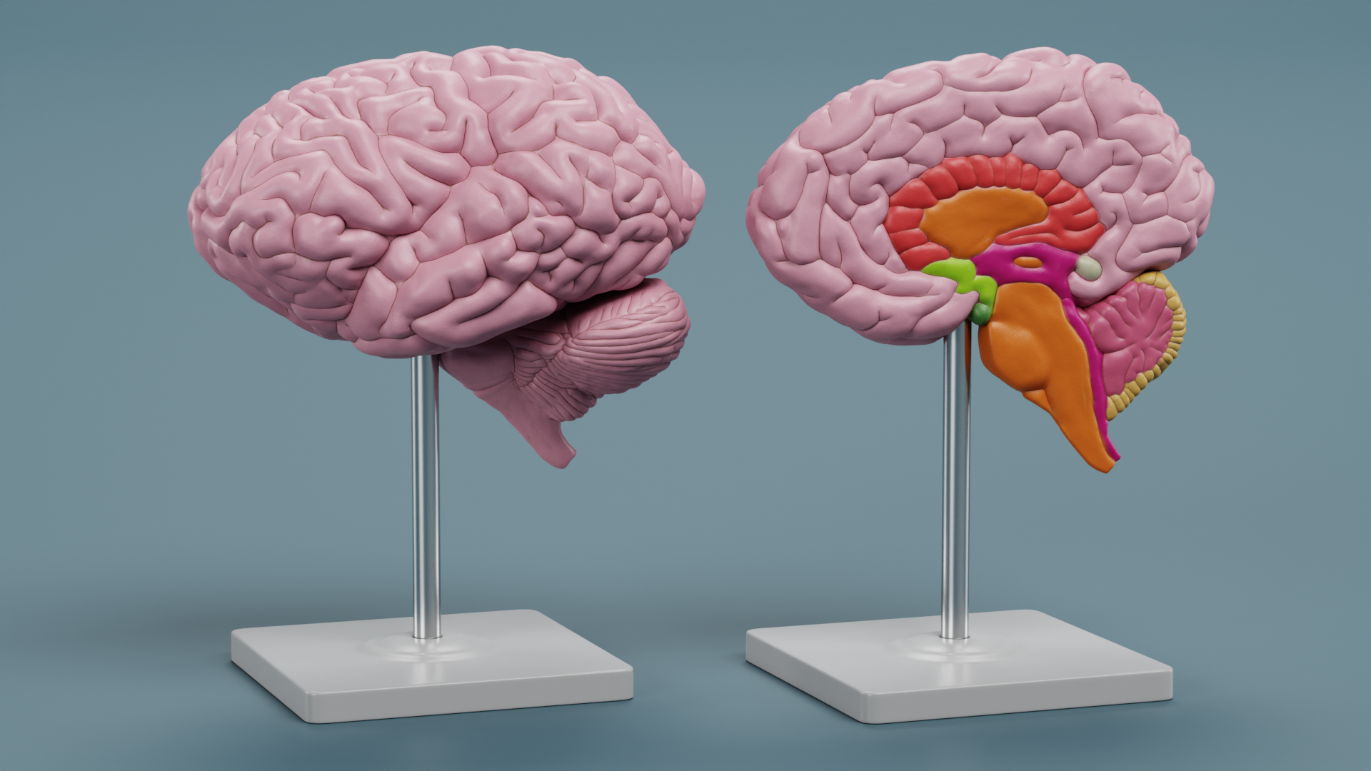 2 Brain Models with Section - Educational Anatomy on Stands | Fab